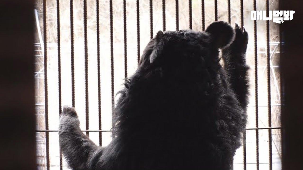 죽어야만 나갈 수 있는 철창에 갇힌 사육곰들 구조 그 후ㅣFarm Bears Ready To Get Outta Illegal