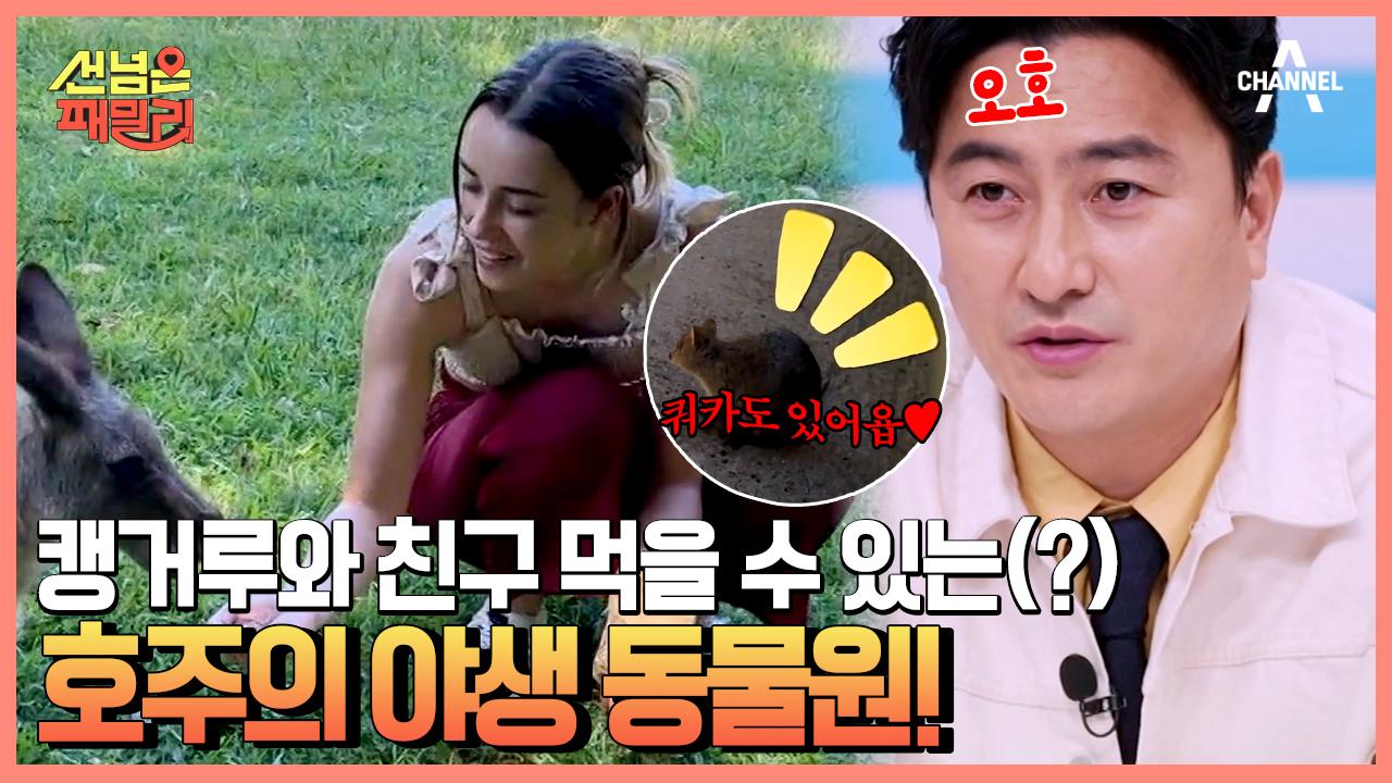 호주 인구보다 많은 캥거루! 호주에서 꼭 들러야 하는 곳, 동물원! | ZUM TV