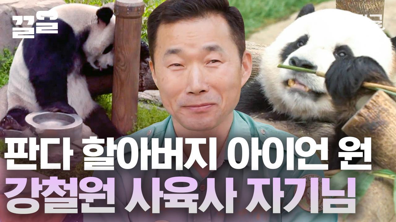이제는 판다 할아버지가 된 판다 아빠 시절 강철원 사육사님의 아기 판다를 만나기 위한 노력 유퀴즈온더블럭 Zum Tv