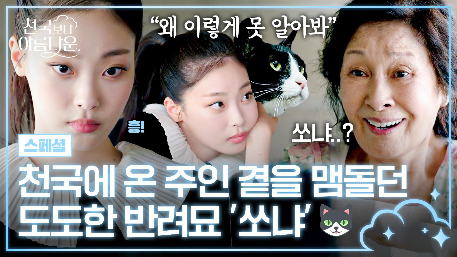 [스페셜] 할아버지 지켜주고 천국 간 반려묘 쏘냐🐱, 주인 '김혜자' 주변을 어슬렁거리다 도도(!)하게 ⭐정체 공개⭐ | JTBC 250420 방송 | ZUM TV