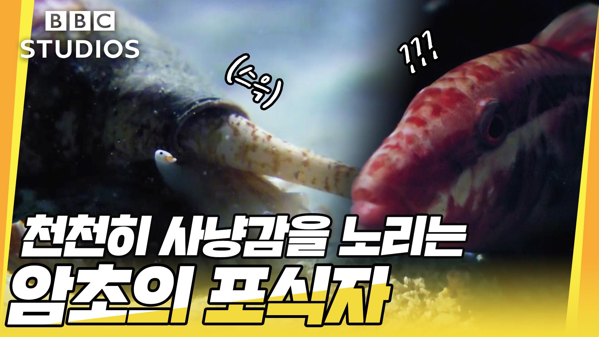 [Ep3_1] 천천히 사냥감을 노리는 맹독 청자고둥 | ZUM TV