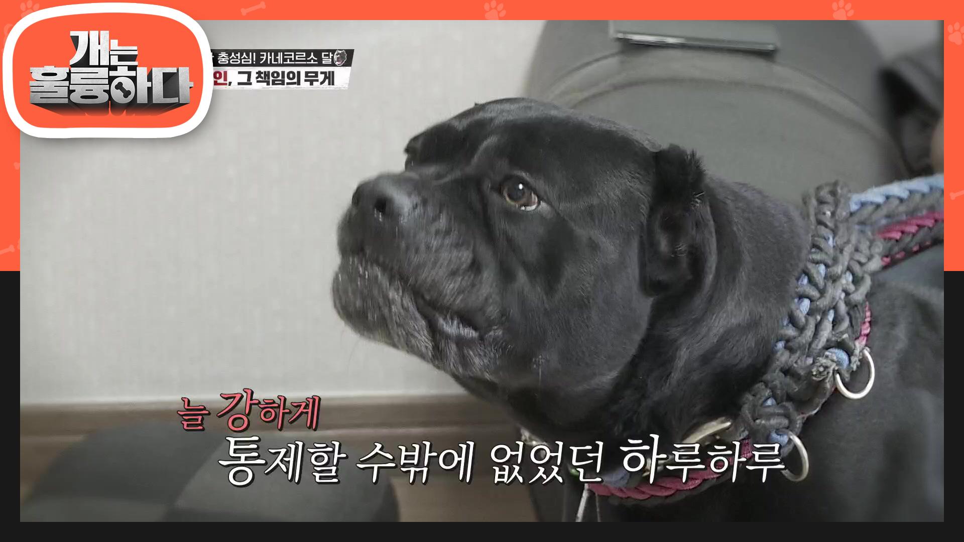 상남자도 울컥하게하는 강훈련사의 한마디 ‘괜찮아요’ | KBS 210628 방송 | ZUM TV