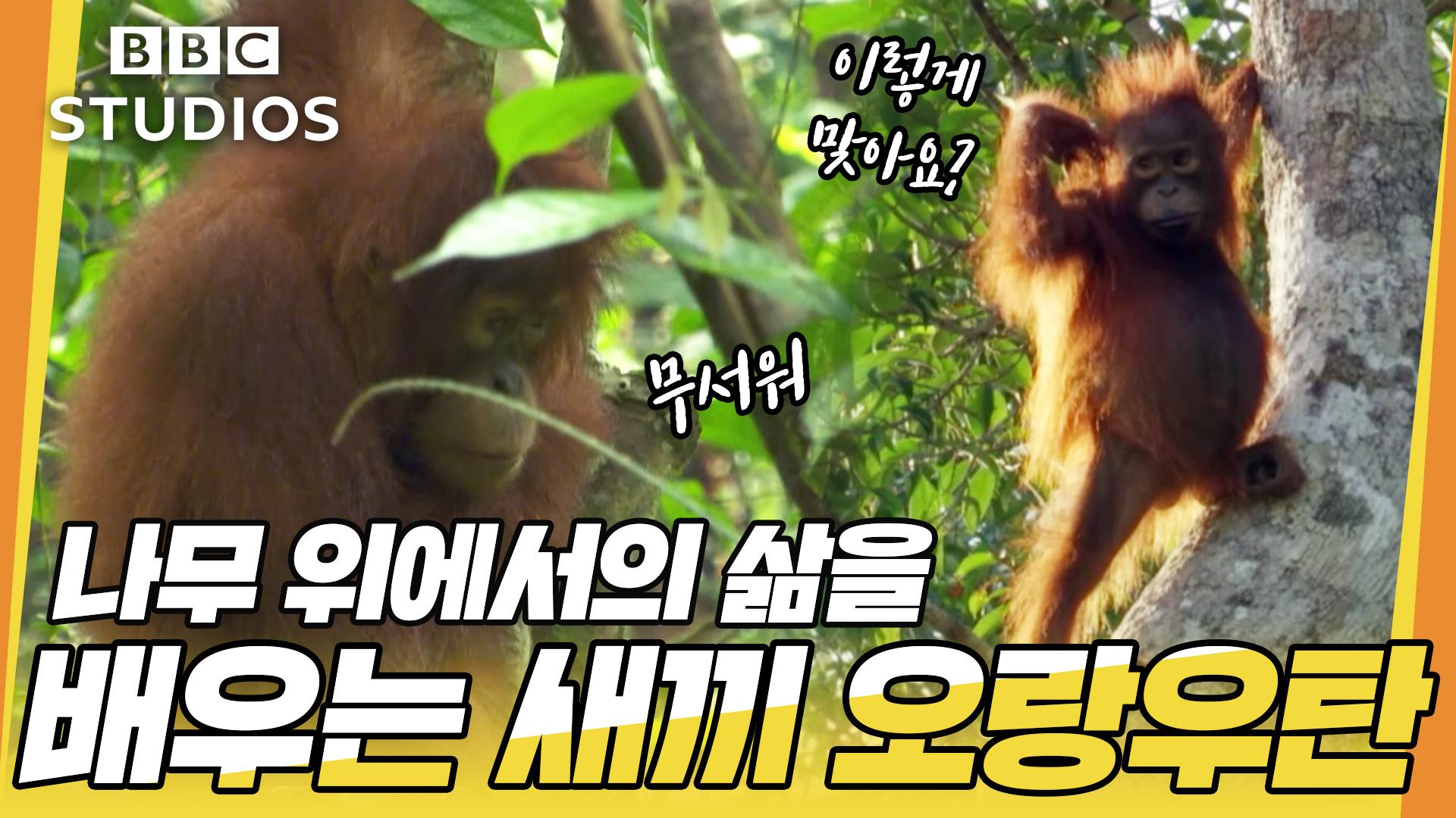 [EP3_1] 나무 위에서의 삶을 배우는 새끼 오랑우탄🙊 | ZUM TV