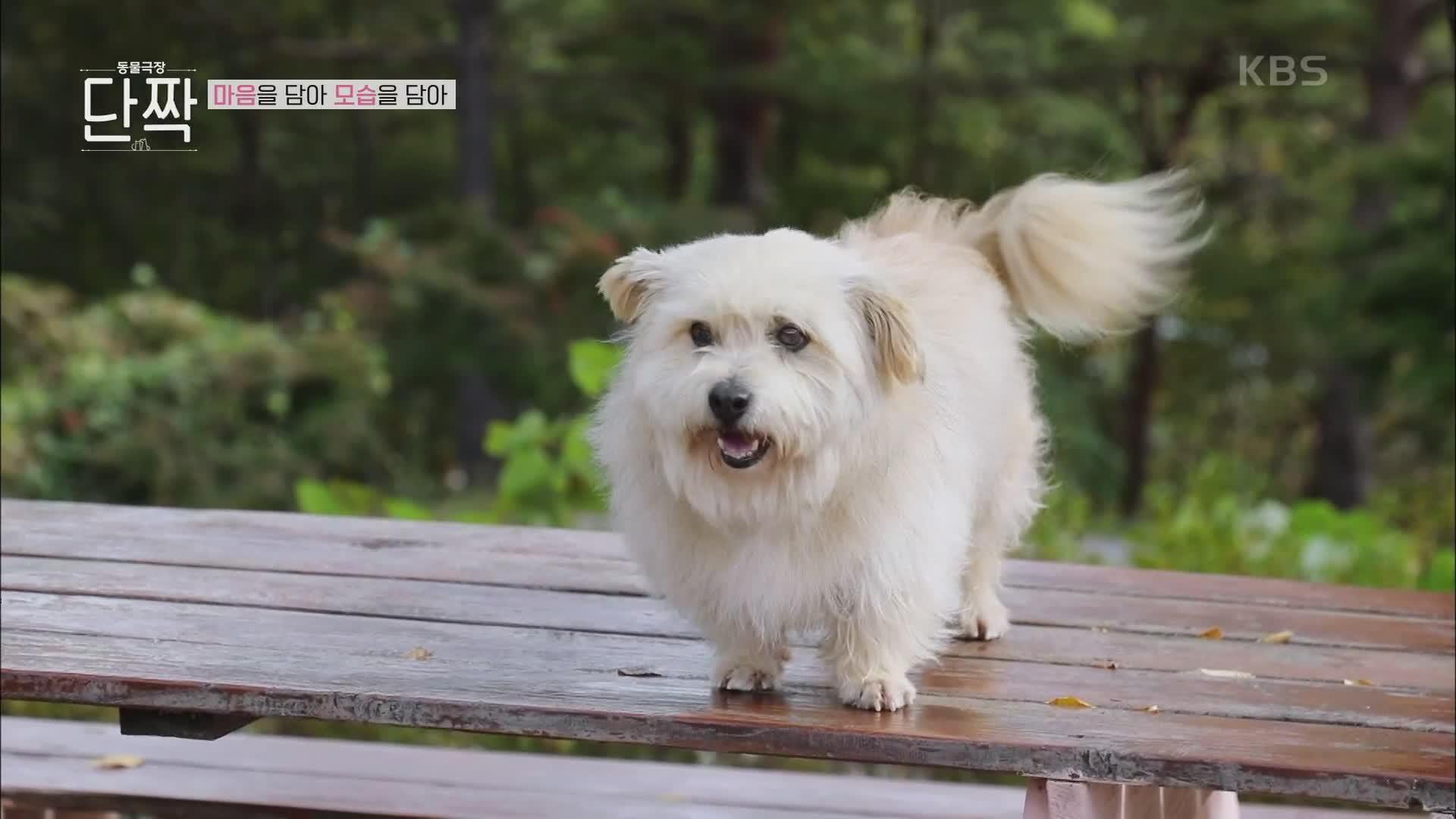 곁에 있어주는 것만으로도 행복의 이유가 되는 반려동물 | KBS 221112 방송 | ZUM TV