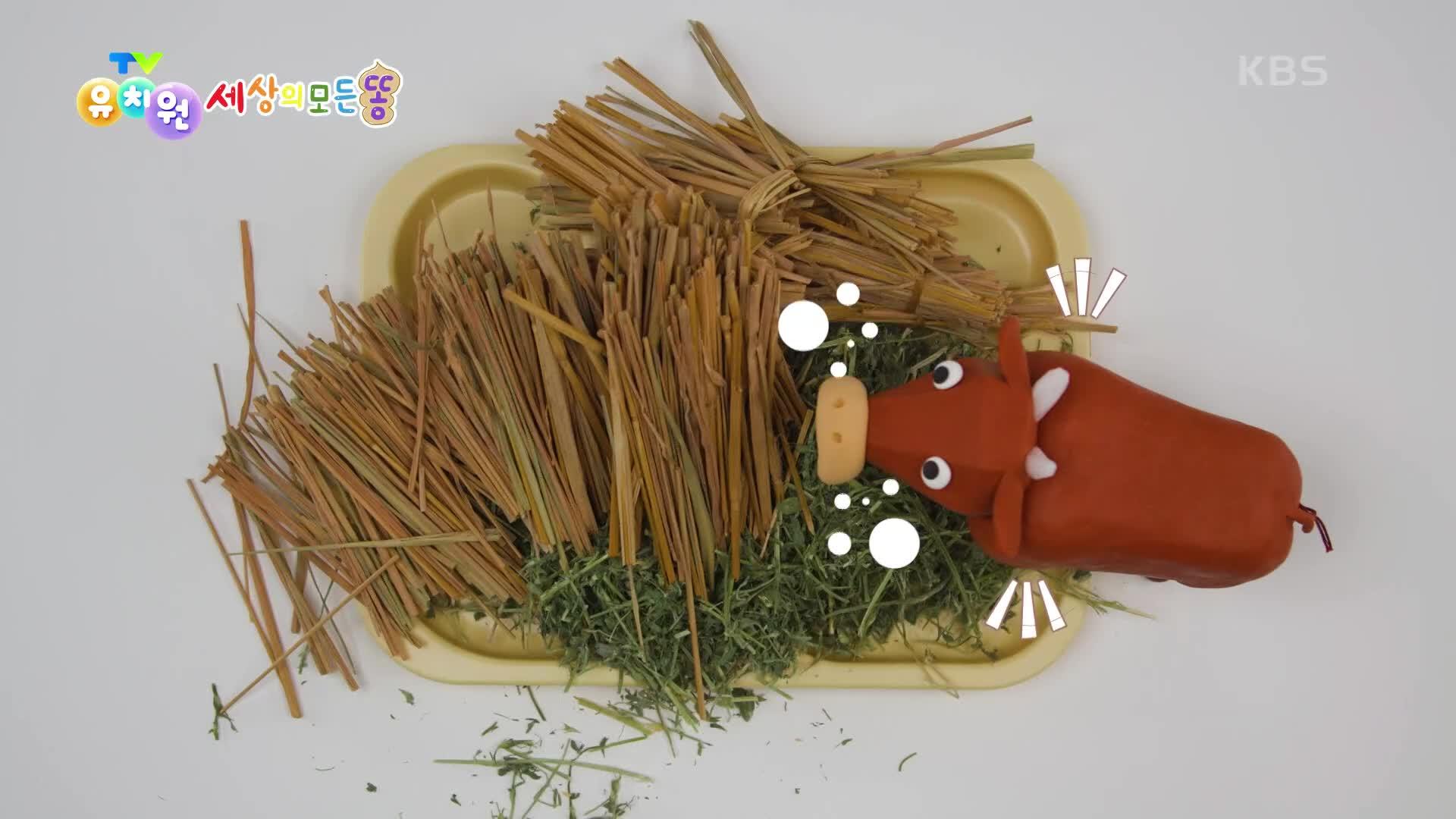 [세상의 모든 똥] 소의 똥 무게는 45kg?! 풀이랑 볏짚을 엄청 많이 먹는 소! | KBS 230222 방송 | ZUM TV