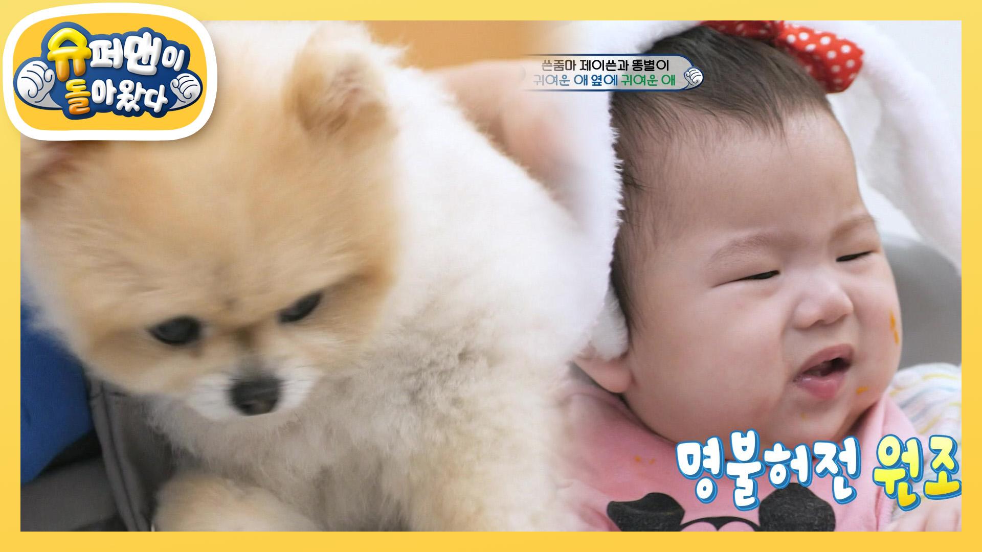 웰컴투 일일 애개육아 이쓴 아빠 나보다 강아지가 더 좋아요 Kbs 230414 방송 Zum Tv