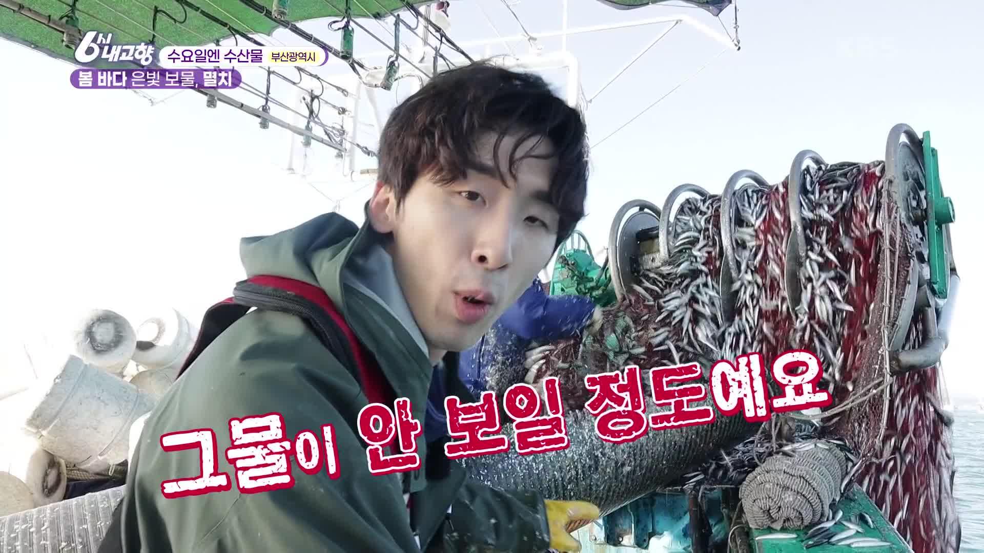 [수요일엔 수산물] 봄 바다 은빛 보물, 멸치 | KBS 230503 방송 | ZUM TV