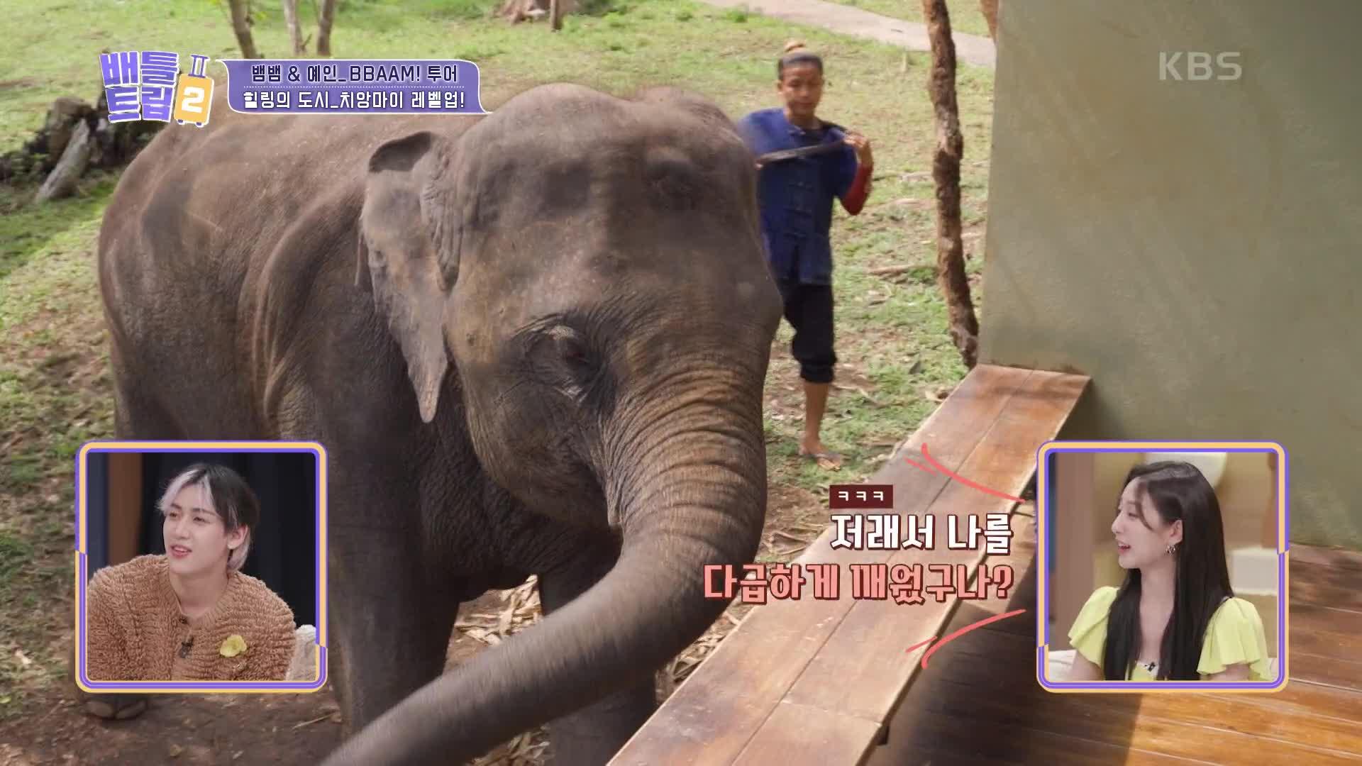 첫날부터 생명의 위험을? 코끼리가 깨워주는 아침 ㅋㅋ 시작부터... | KBS 230617 방송 | ZUM TV