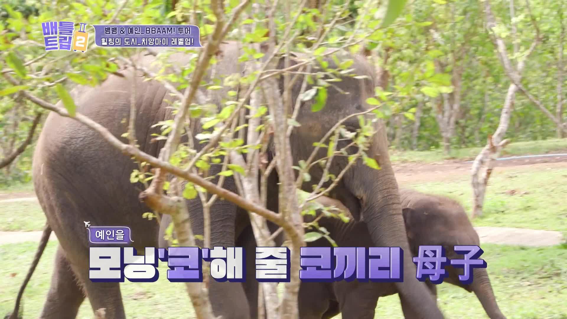 태국으로 간 뱀뱀과 예인! 아침부터 코끼리가 모닝콜을 해준다?? | KBS 230617 방송 | ZUM TV