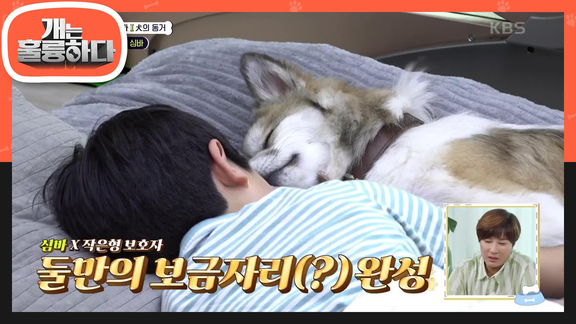 ＂힐링되고 기분이 좋아요＂ 알 수 없는 이끌림에 ‘운명’처럼 가족이 된 심바😊 | KBS 230717 방송 | ZUM TV