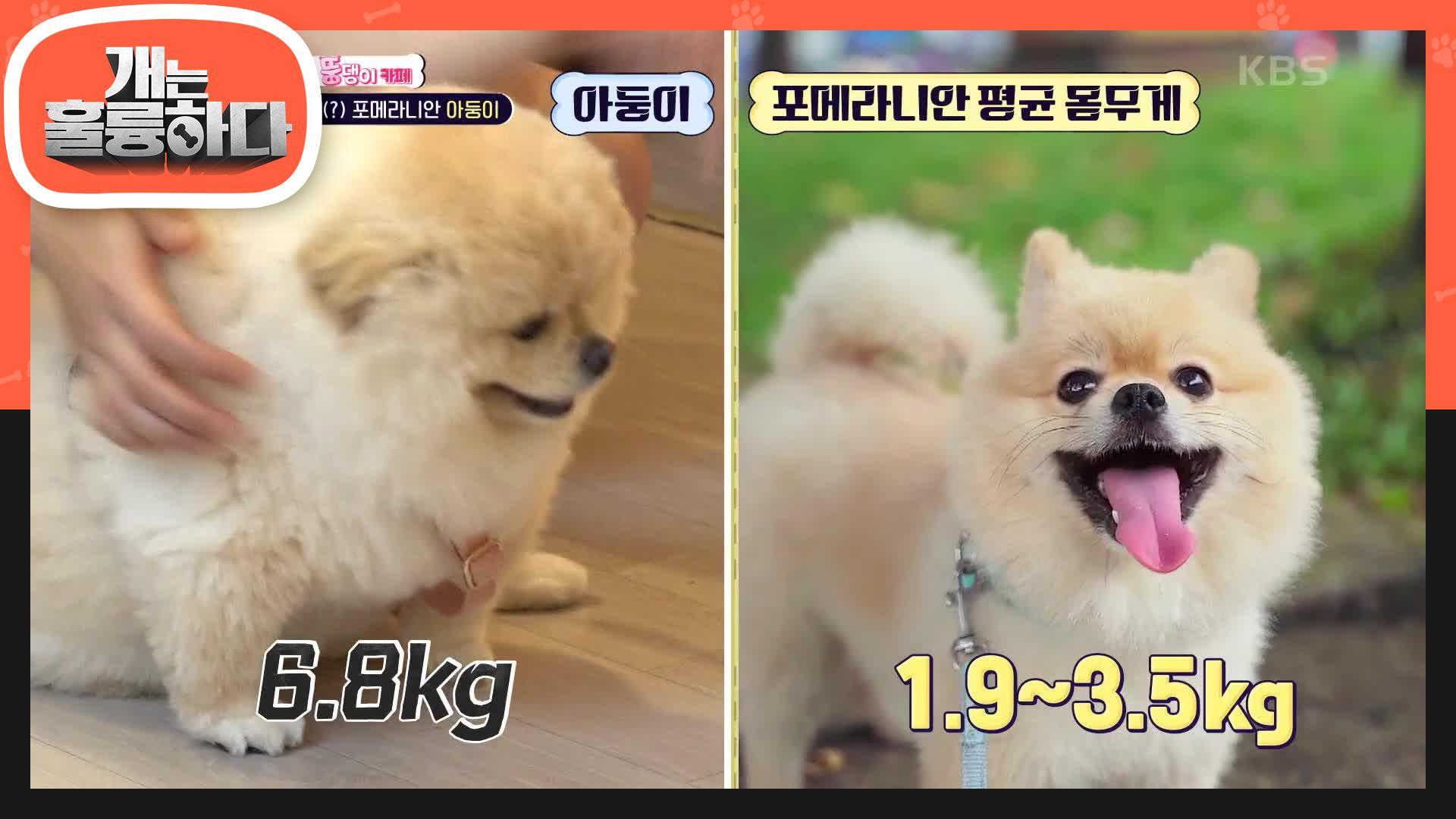 아둥이의 취미는 잠자기! 특기는 먹기! 살찌기 쉽지 않은 포메라니안인데.. 6.8kg라고?! | KBS 230731 방송 | ZUM TV