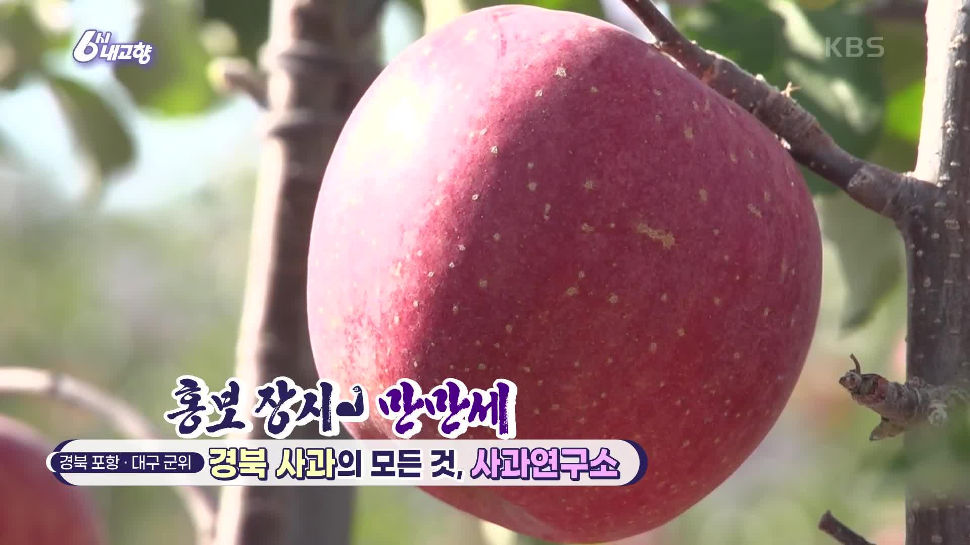 [홍보 장사 만만세] 경북 사과의 모든 것, 사과연구소 | KBS 231107 방송 | ZUM TV