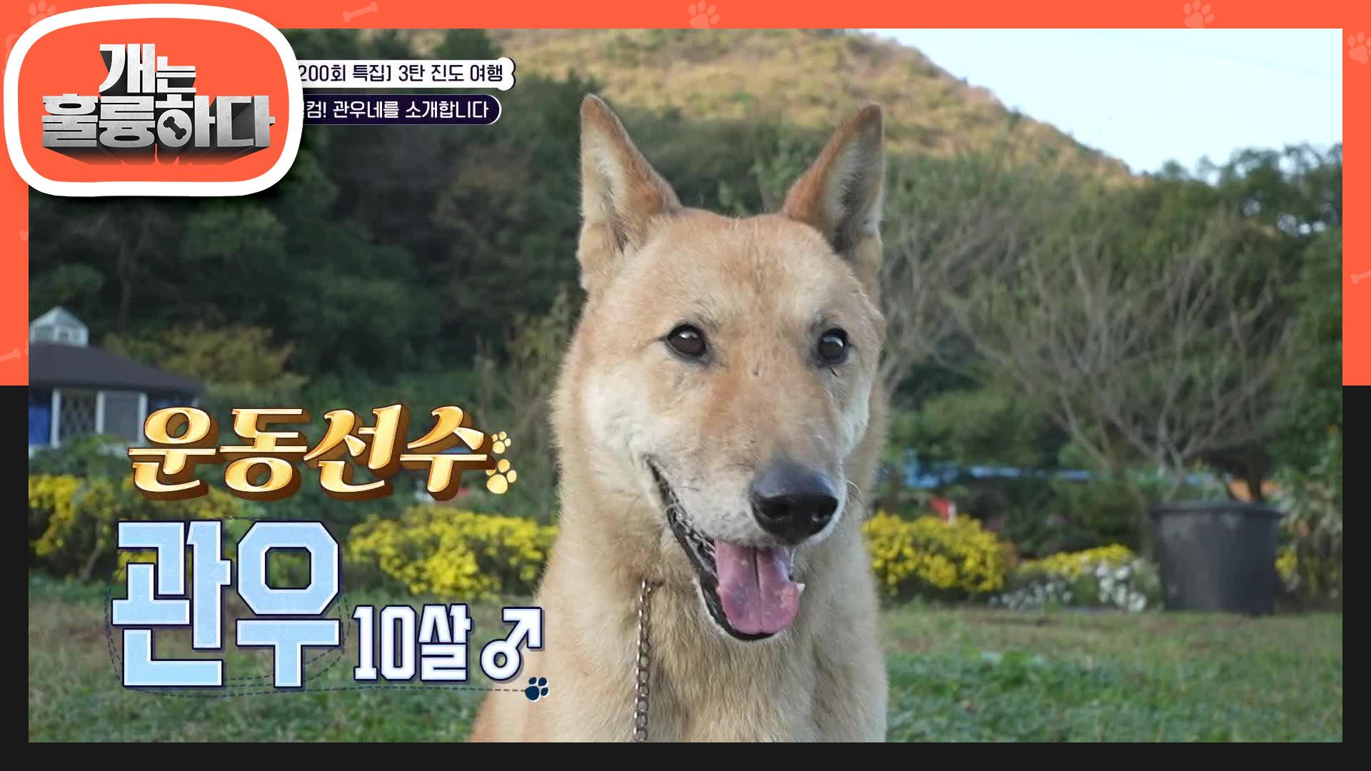 10식구 진돗개 가족을 소개합니다!😊 강 훈련사도 인정하는 미남 관우👍 | KBS 231218 방송 | ZUM TV
