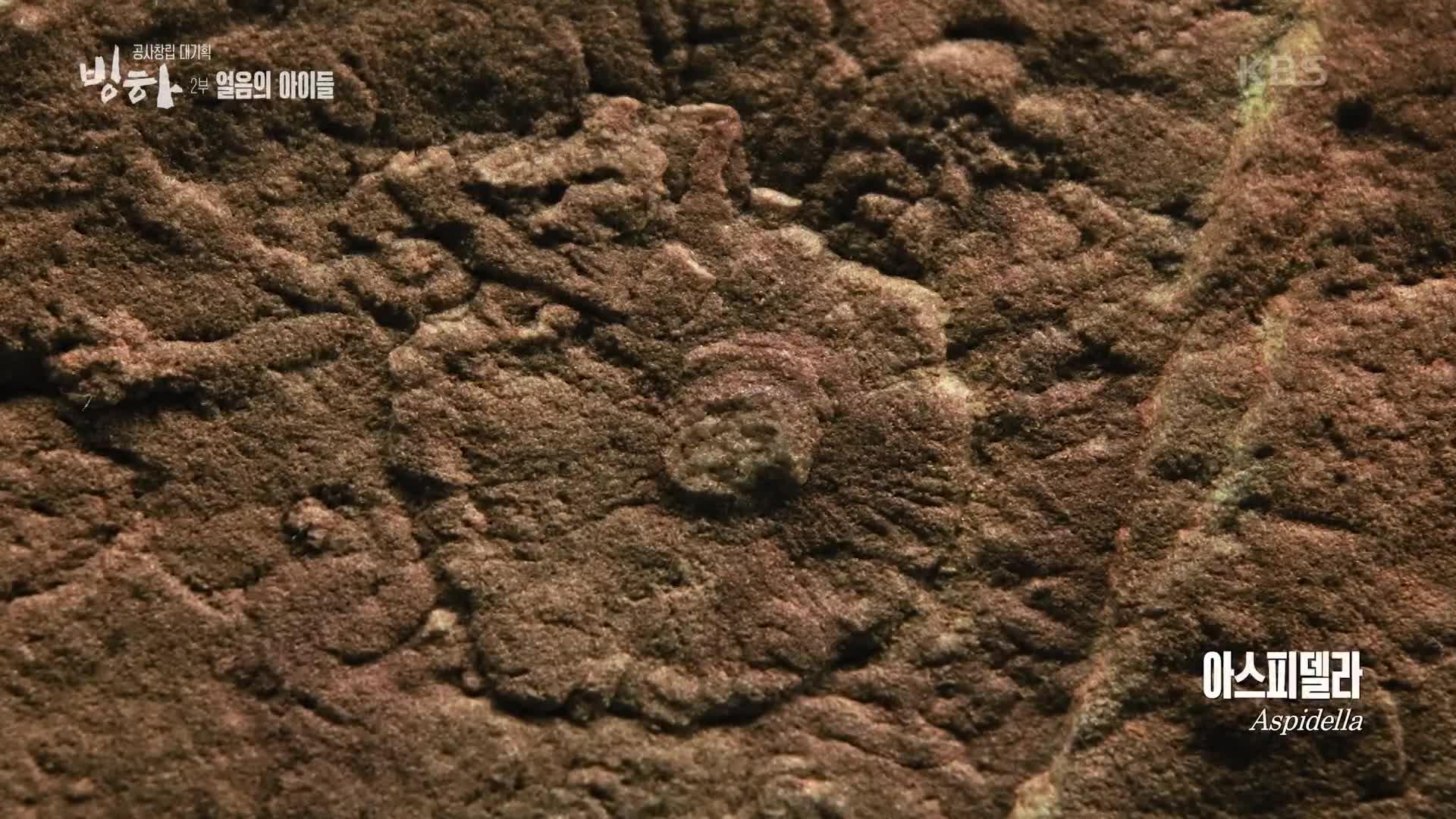 두 번째 눈덩이지구 이후, 생명의 진화 시작 ‘에디아카라기 | KBS 240314 방송 | ZUM TV