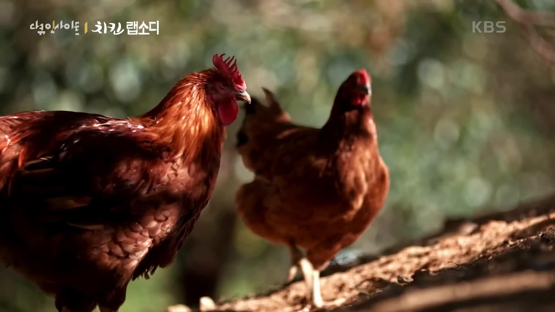 어떤 시도에도 실패가 없는 식재료인 닭 | KBS 240531 방송 | ZUM TV