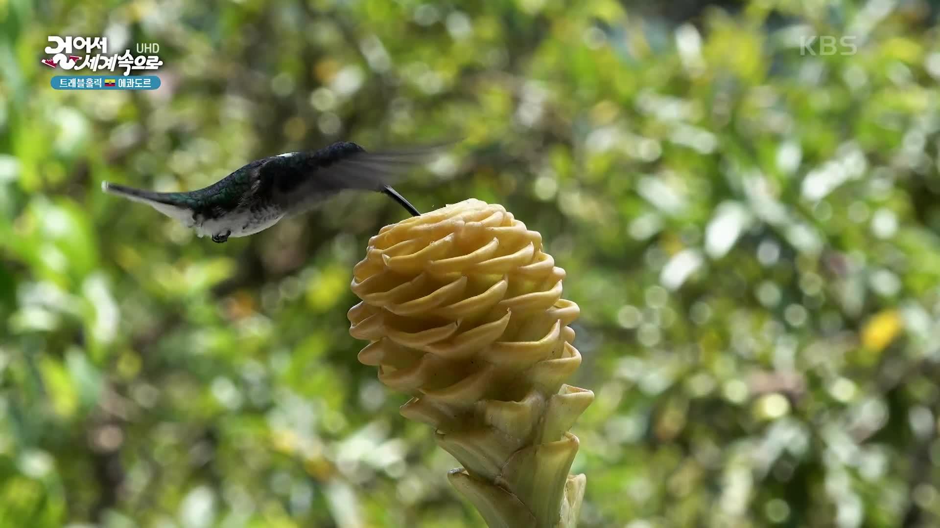 요즘 새로운 관광지로 부상하고 있는 민도 “ 벌새투어와 액티비티도 즐길 수 있다! ” | KBS 241005 방송 | ZUM TV
