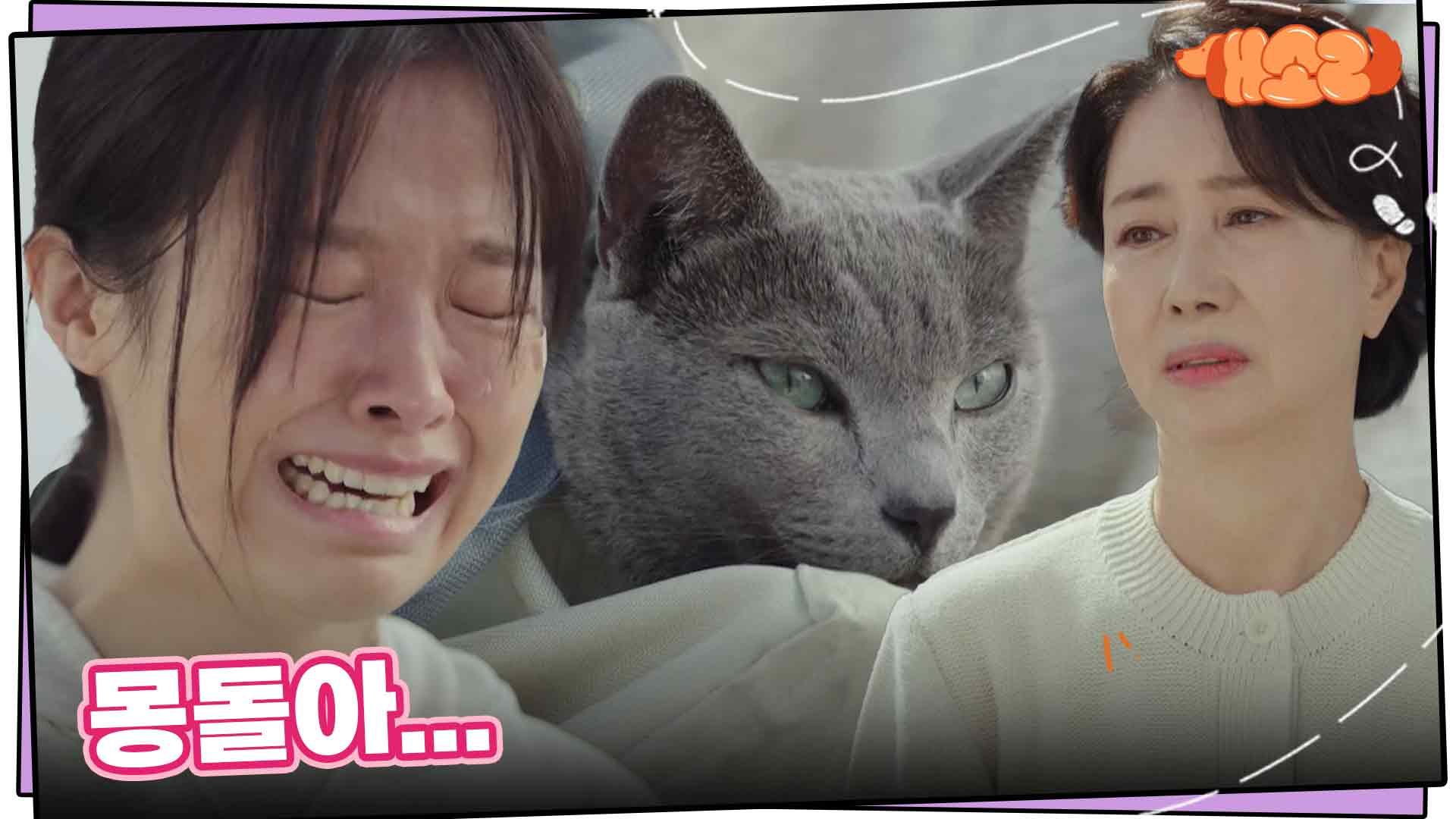 몽돌아... ” 맡아줬던 고양이를 돌려주는 송옥숙 | KBS 241010 방송 | ZUM TV