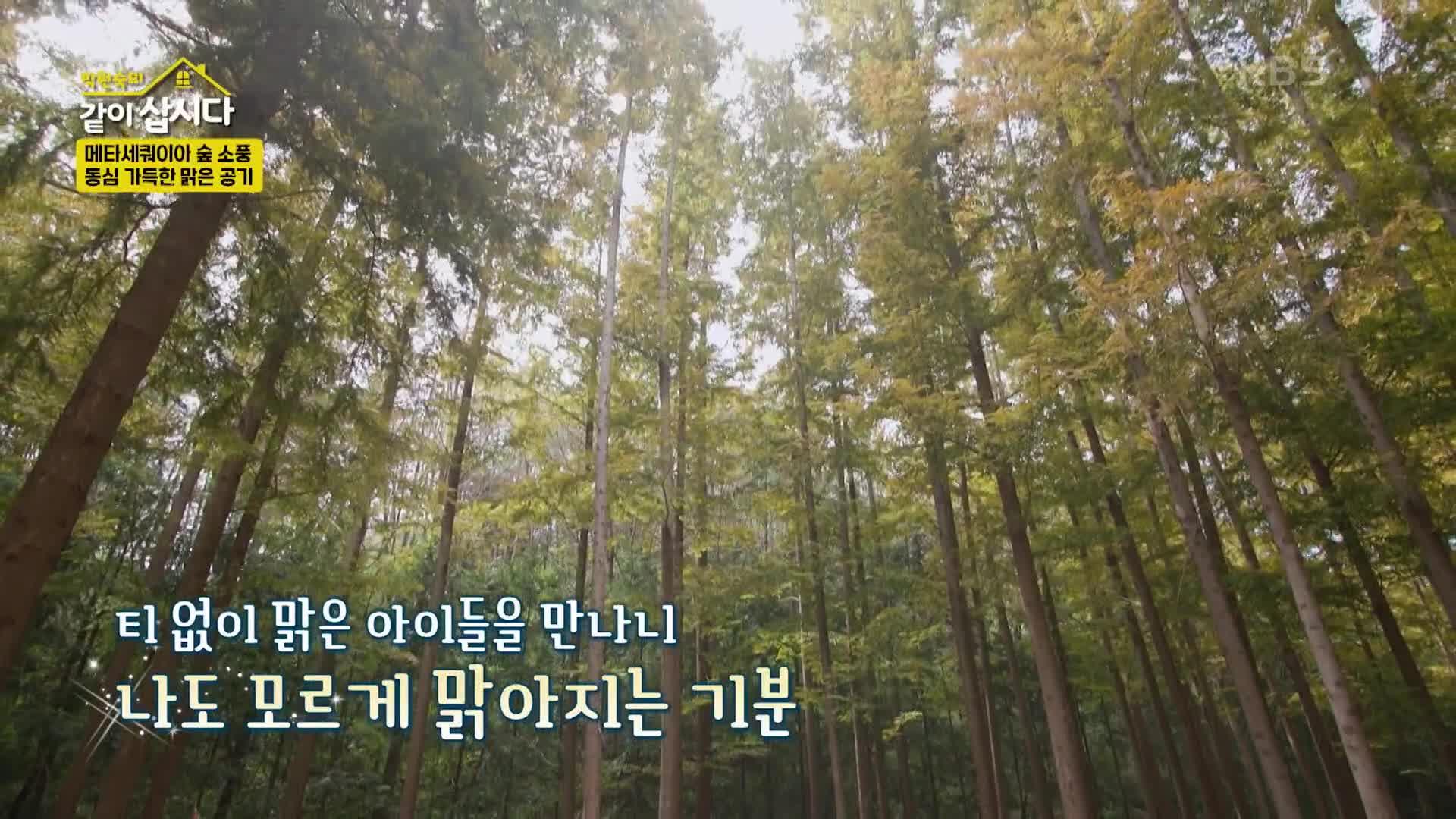 메타세퀘이아 숲 소풍 동심 가득한 맑은 공기 | KBS 241121 방송 | ZUM TV