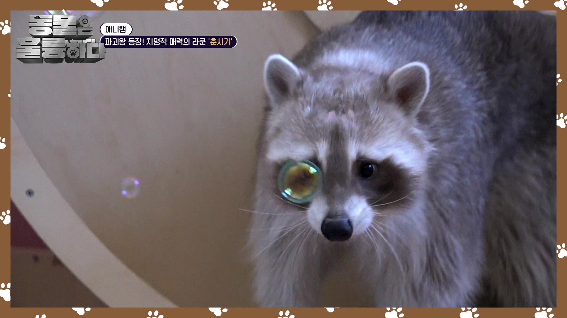 파괴왕 등장! 치명적 매력의 라쿤 ‘춘시기’ | KBS 241216 방송 | ZUM TV