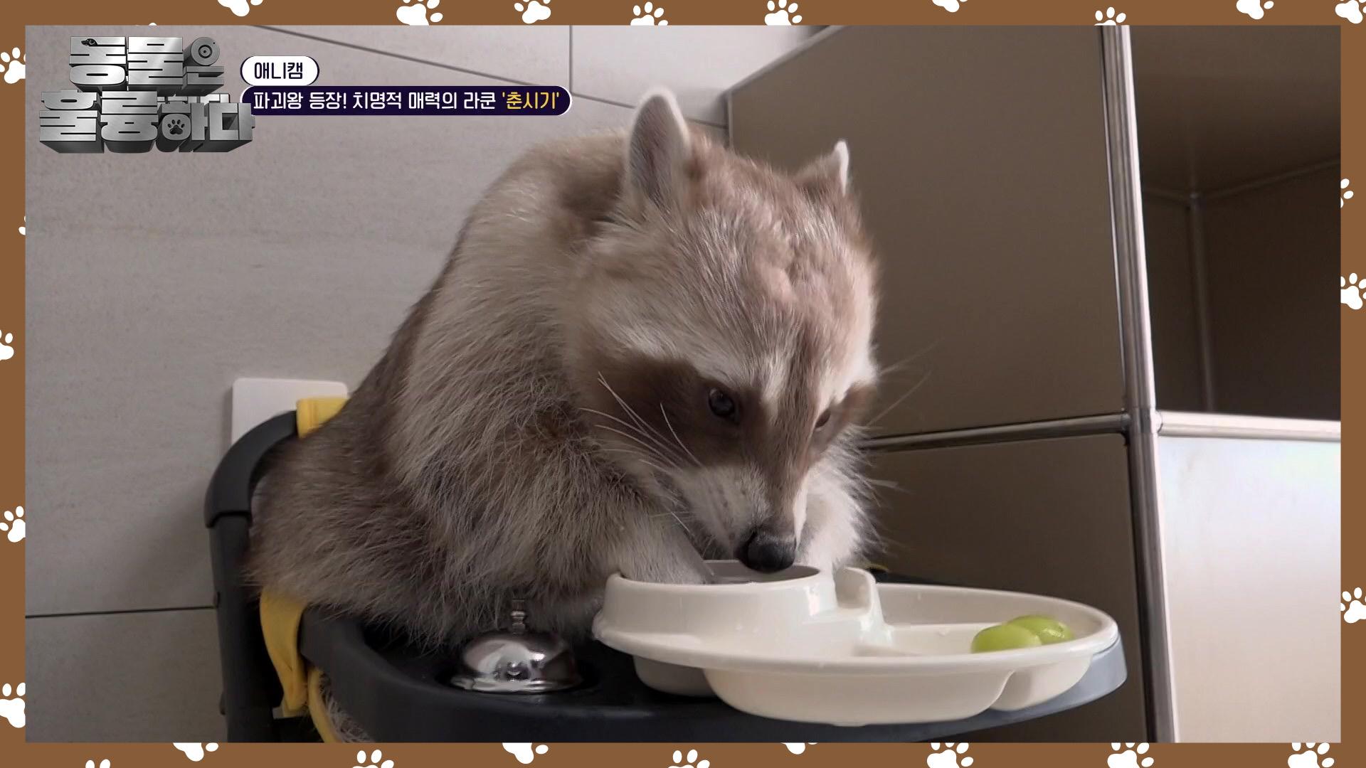 샤인머스캣을 직접 씻어서 먹는 춘시기 | KBS 241216 방송 | ZUM TV