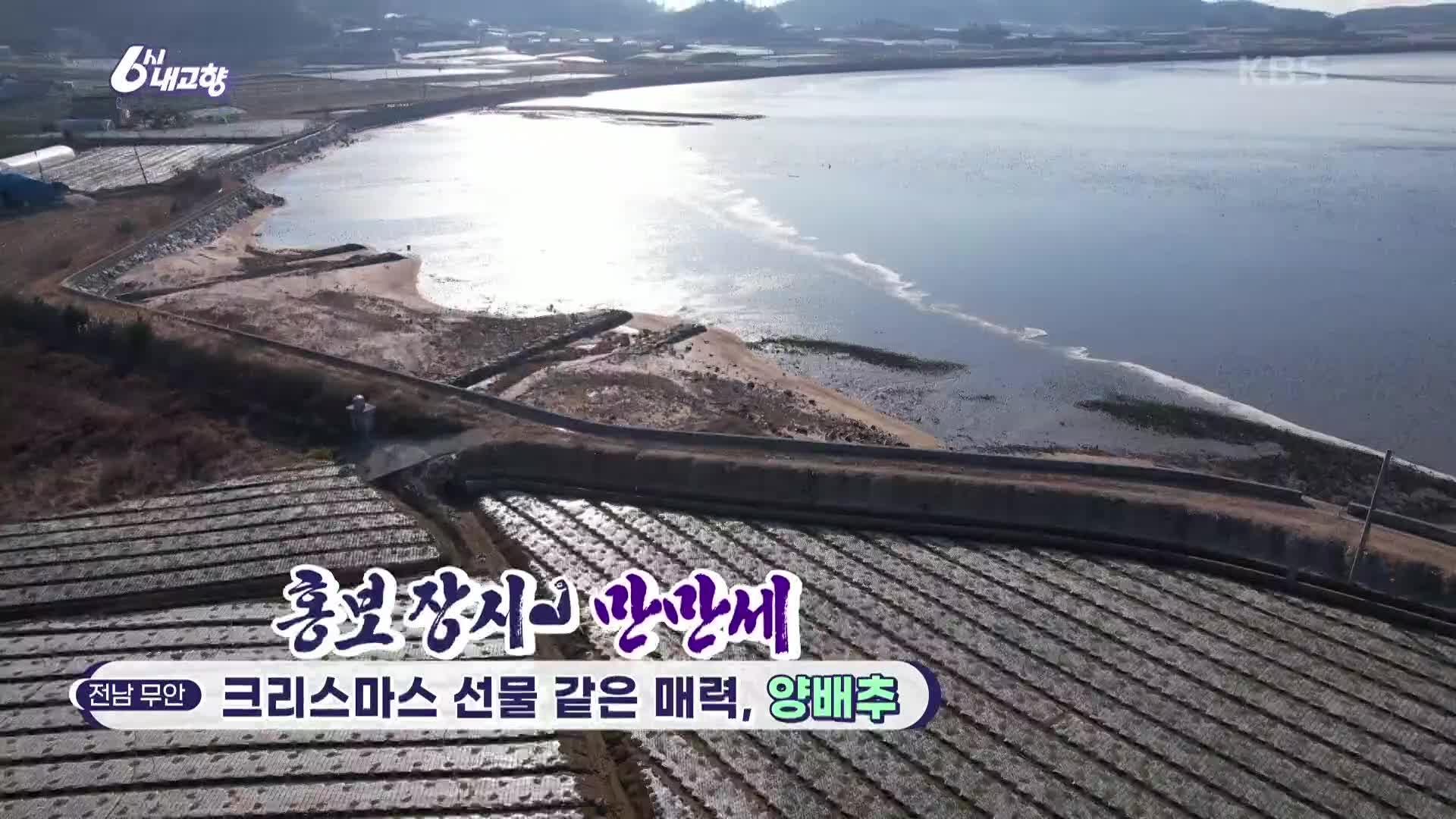 [홍보 장사 만만세] 크리스마스 선물 같은 매력, 양배추 | KBS 241224 방송 | ZUM TV