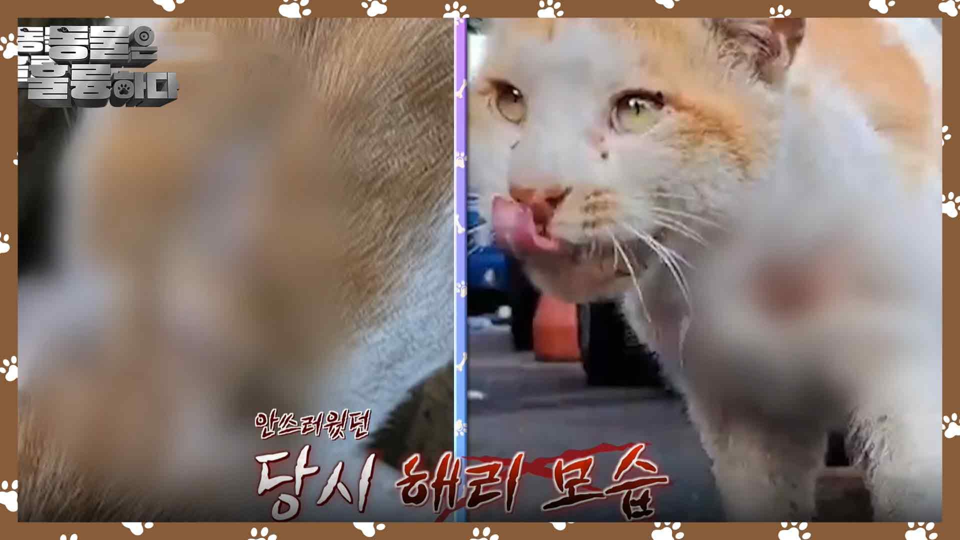 [애니멀 프렌즈] 처참한 모습으로 나타난 해리 | KBS 250120 방송 | ZUM TV