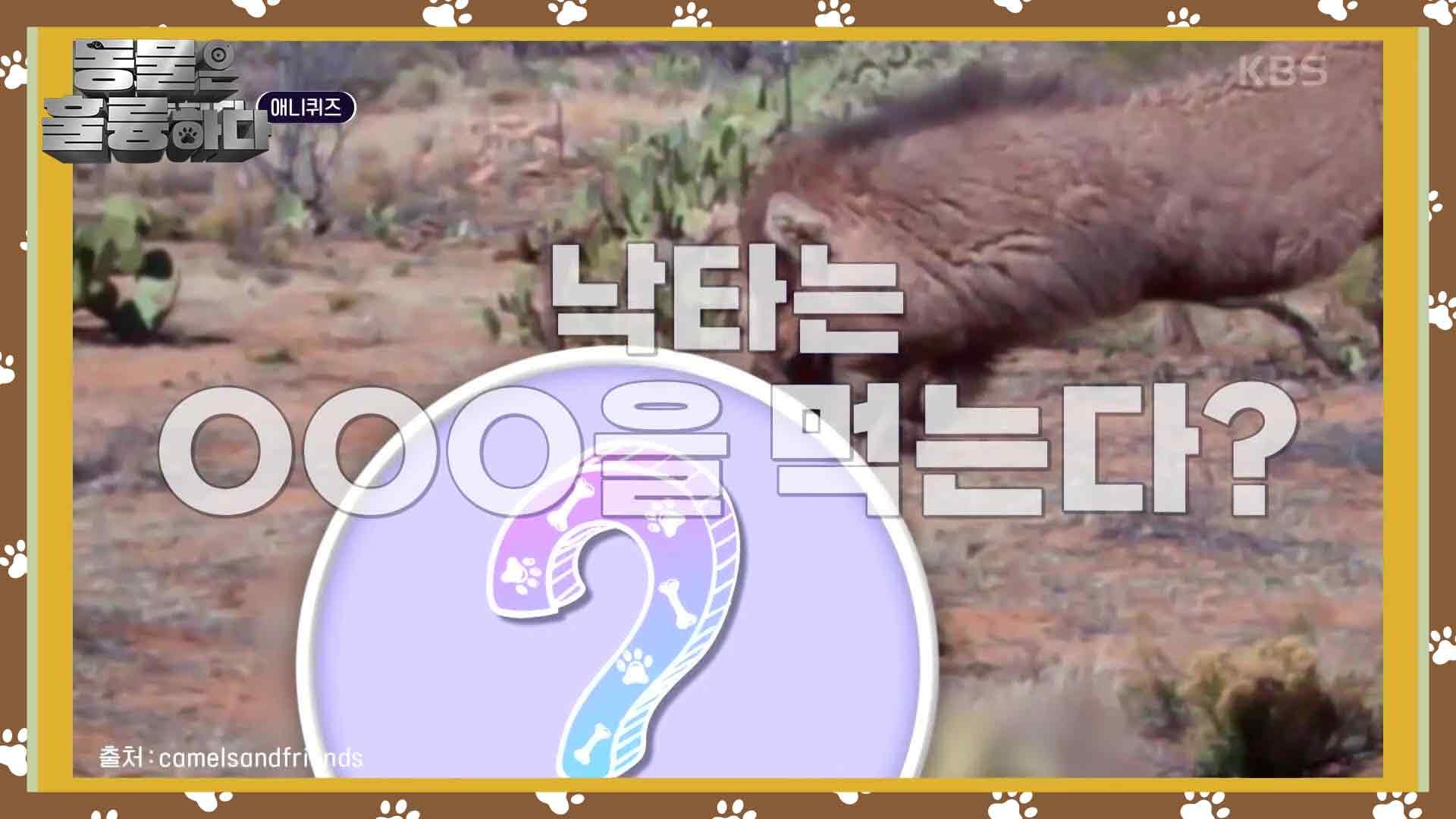 [애니퀴즈] 낙타는 을 먹는다?! | KBS 250120 방송 | ZUM TV