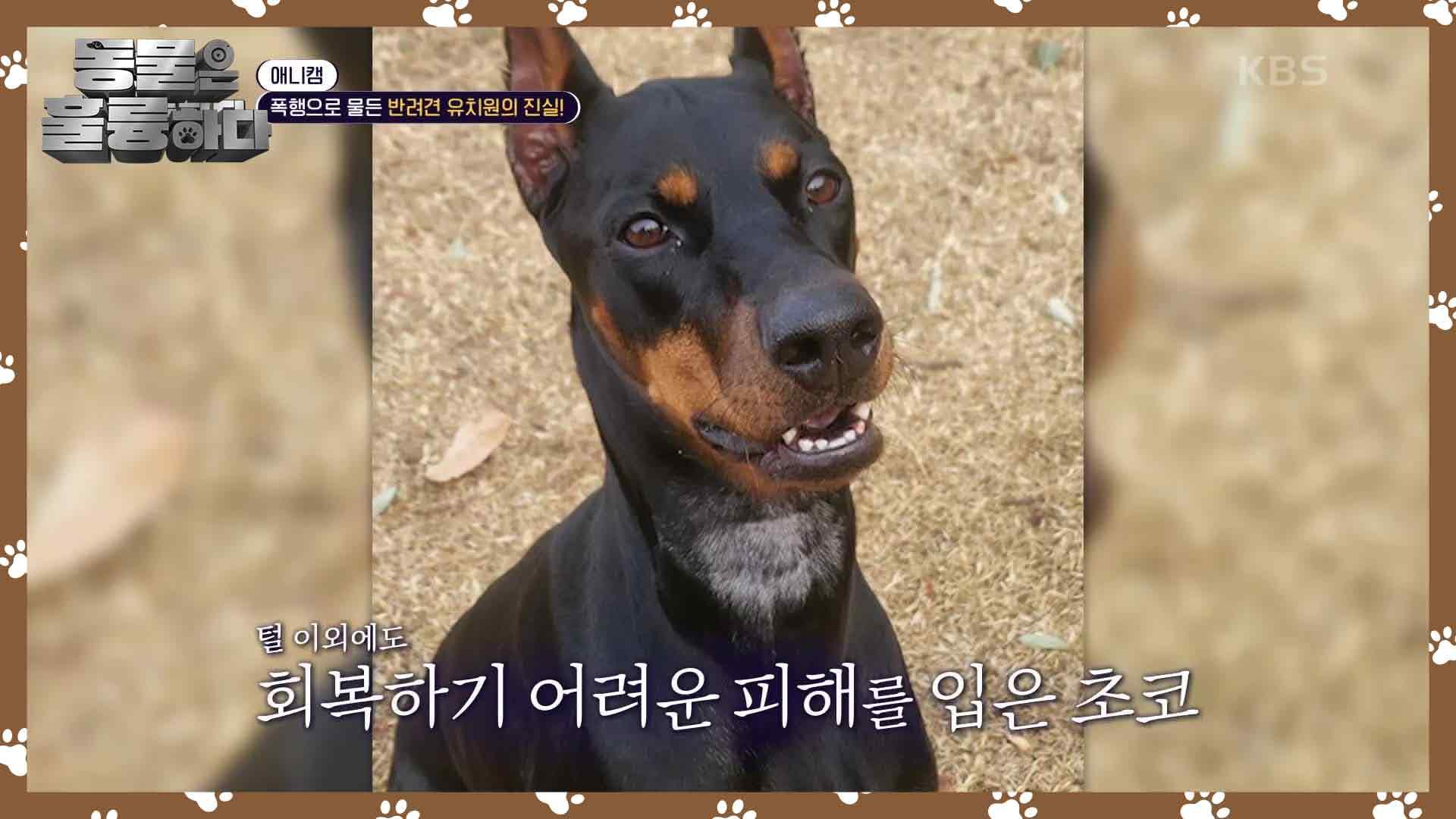 [애니캠] 회복하기 어려운 피해를 입은 초코 | KBS 250120 방송 | ZUM TV