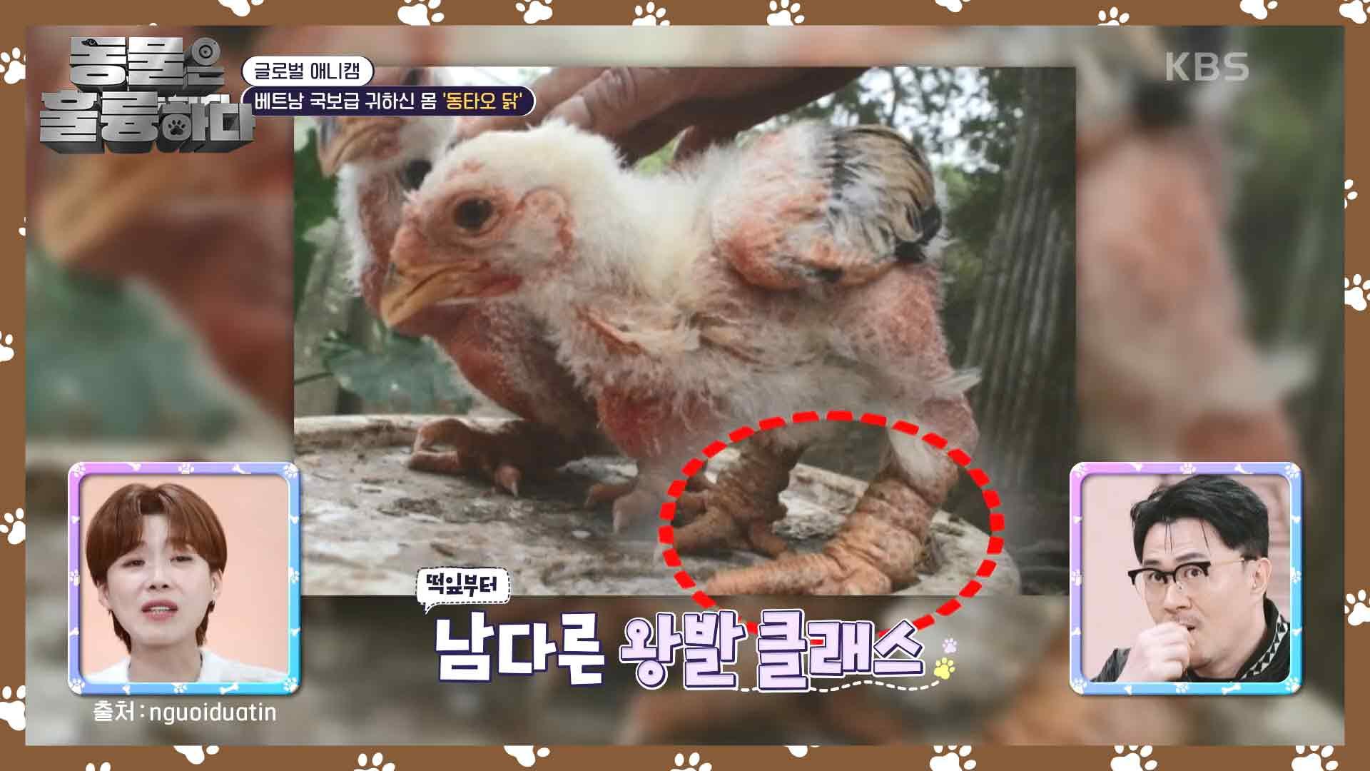 [글로벌 애니캠] 베트남 국보급 귀하신 몸 ‘동타오 닭’ | KBS 250203 방송 | ZUM TV