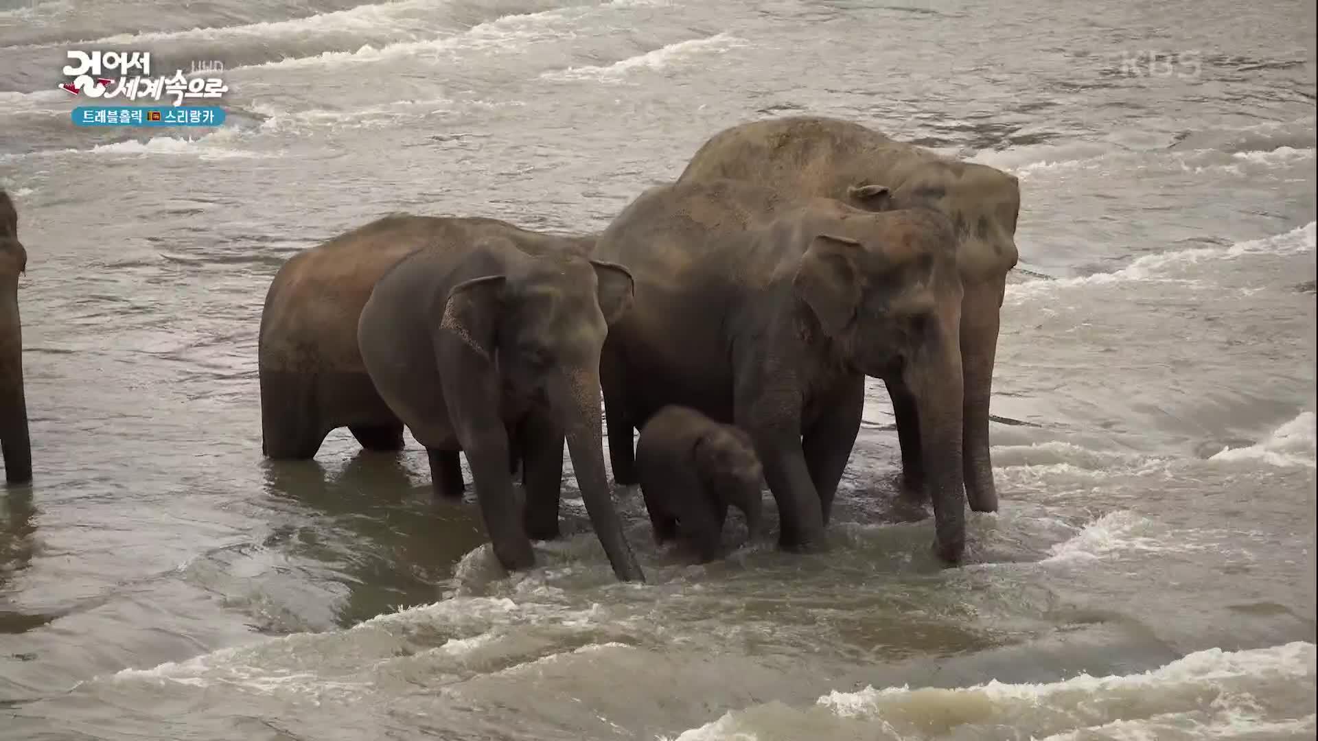 핀나왈라 코끼리 고아원에서 코끼리를 만나다 | KBS 250423 방송 | ZUM TV