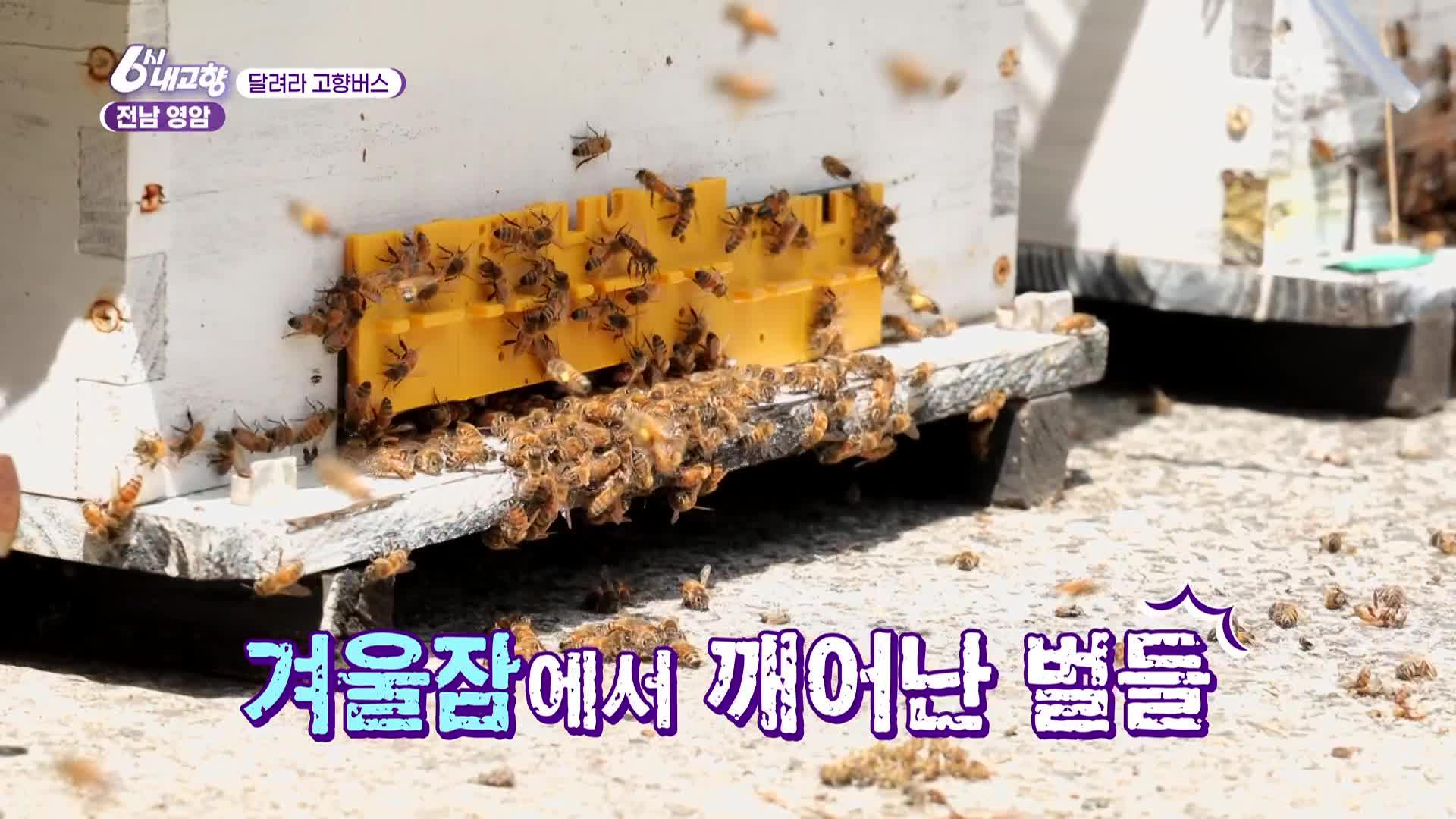 [달려라 고향버스] 전남 영암 | KBS 250506 방송 | ZUM TV