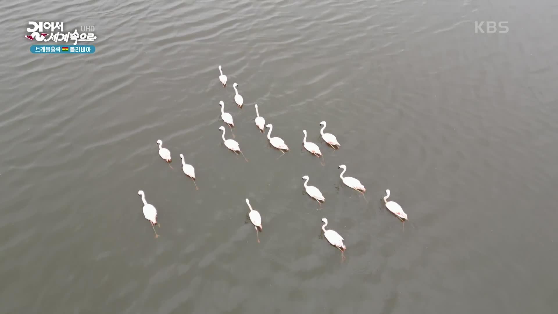 볼리비아 최초의 국립공원, 사하마 국립공원 | KBS 250618 방송 | ZUM TV