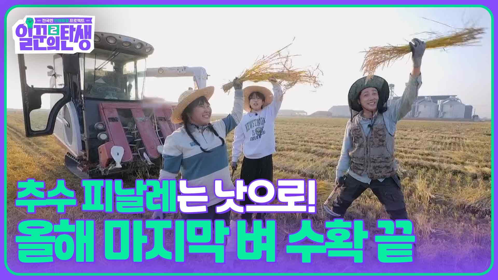 추수 피날레는 낫으로! 이장님 올해 마지막 벼 수확 끝 | KBS 251126 방송 | ZUM TV