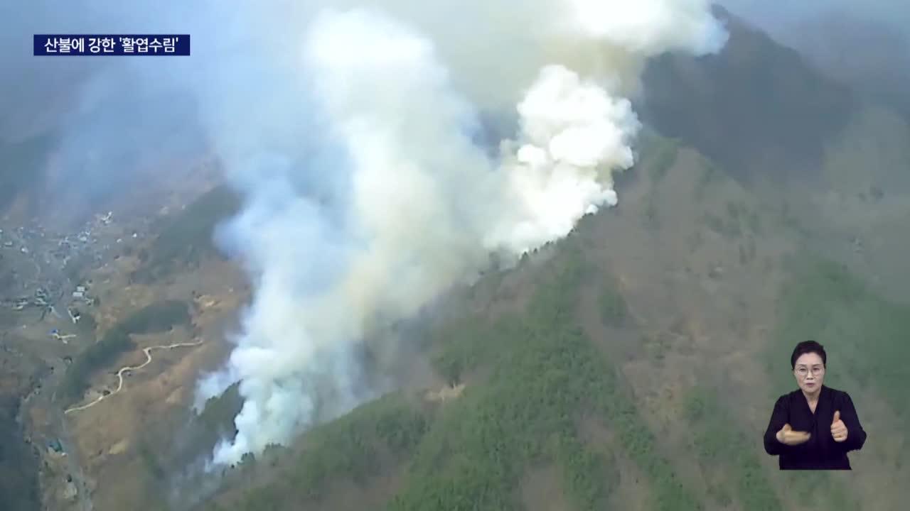 하동 지리산 산불 달랐던 비밀...′활엽수림′ | ZUM TV