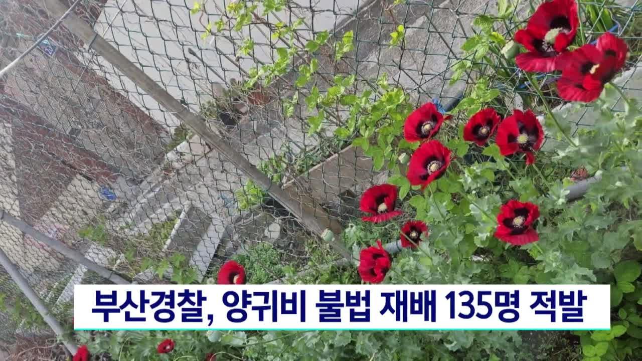 부산경찰 양귀비 불법 재배 135명 적발 Zum Tv
