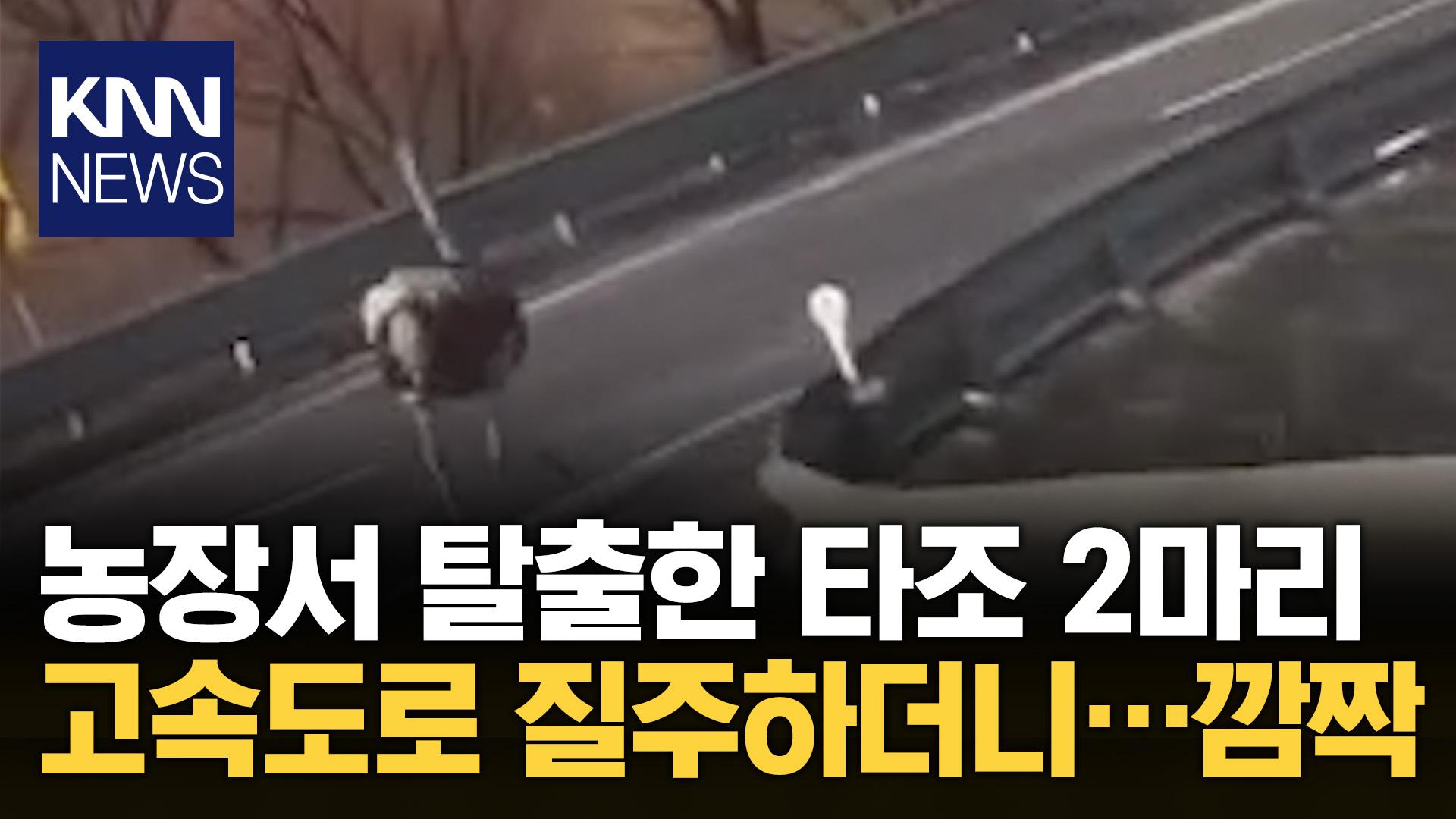고속도로서 자동차와 질주하는 ′타조′ 포착 / KNN | ZUM TV
