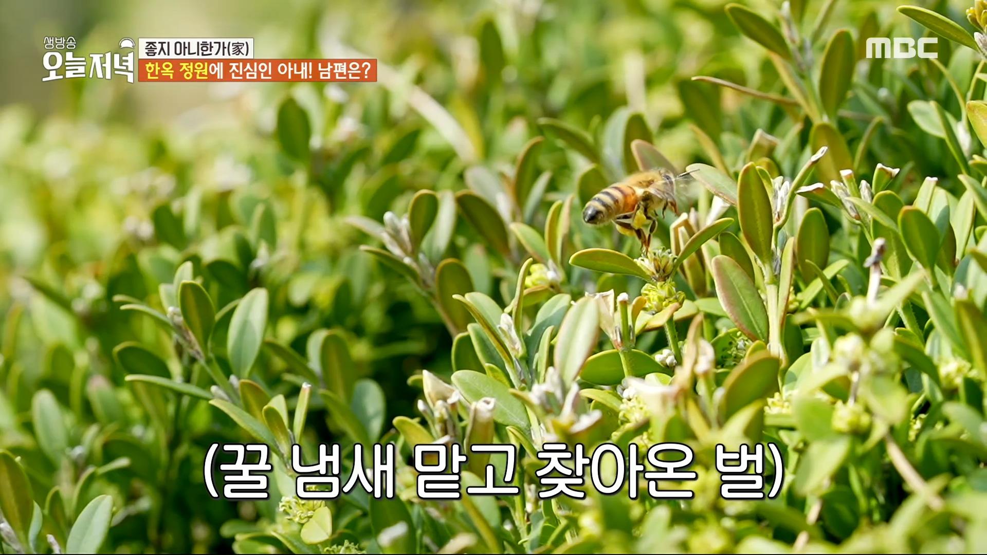 버섯 박사 부부가 사는 한옥! 아내의 정성으로 재탄생한 한옥 정원, MBC 240322 방송 | ZUM TV