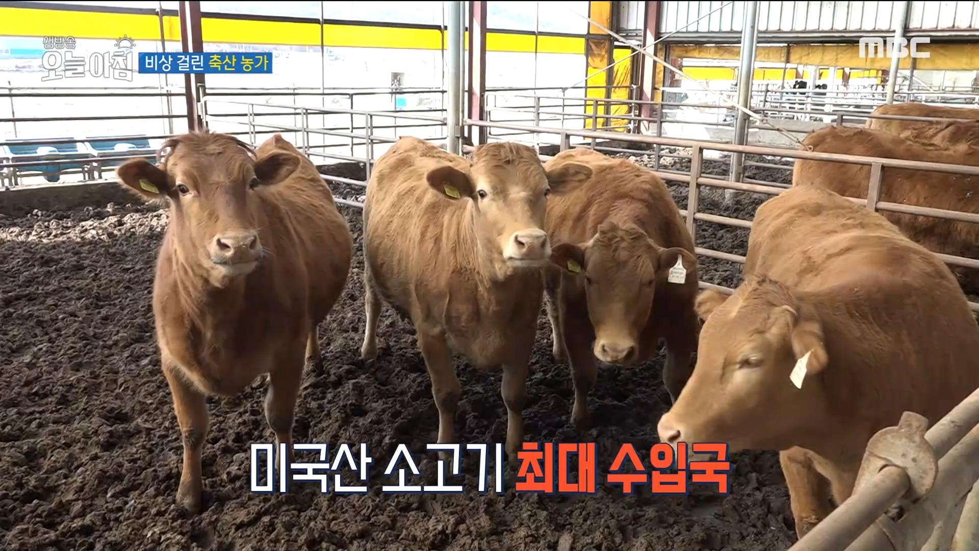 비상 걸린 축산 농가, MBC 250318 방송 | ZUM TV