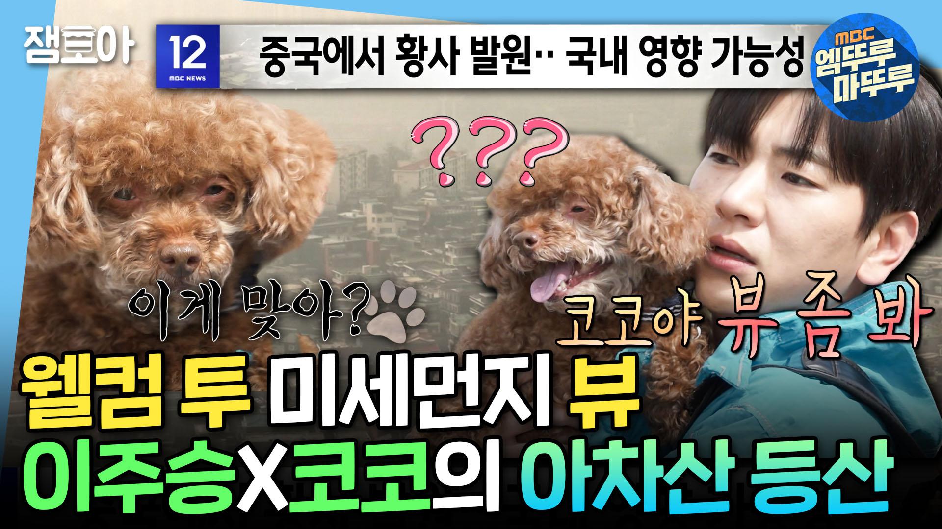 [엠뚜루마뚜루] 살은 코코가 뺄 거고, 운동은 누가 할래? 🐶코코 8kg+모래주머니 3kg=도합 11kg 둘러매고 등산하는 이주승💦ㅣ#이주승 MBC250328방송 | ZUM TV