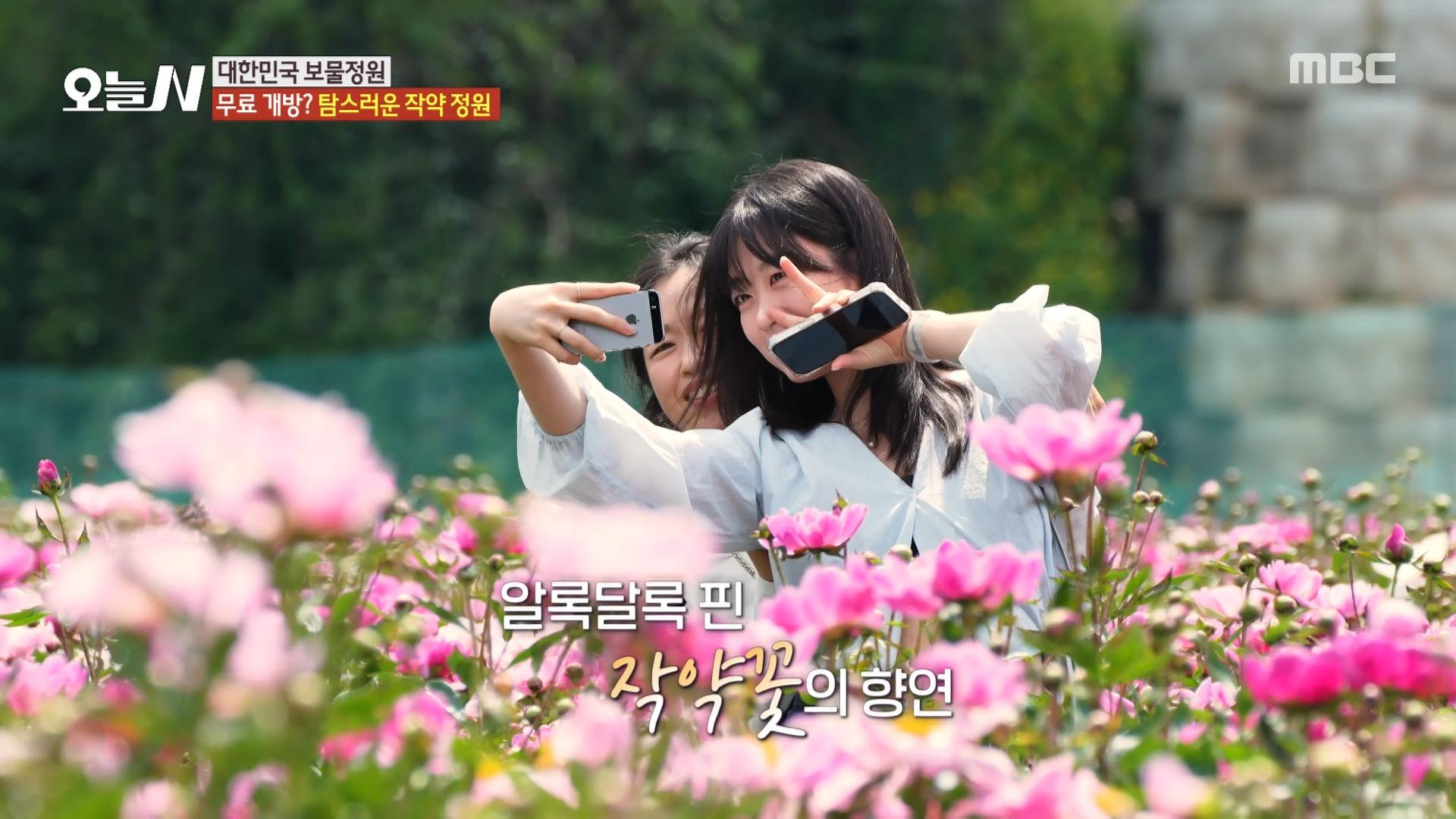 작약마다 향이 달라요🌷 향기로운 꽃밭에서 산책하기, MBC 250523 방송 | ZUM TV