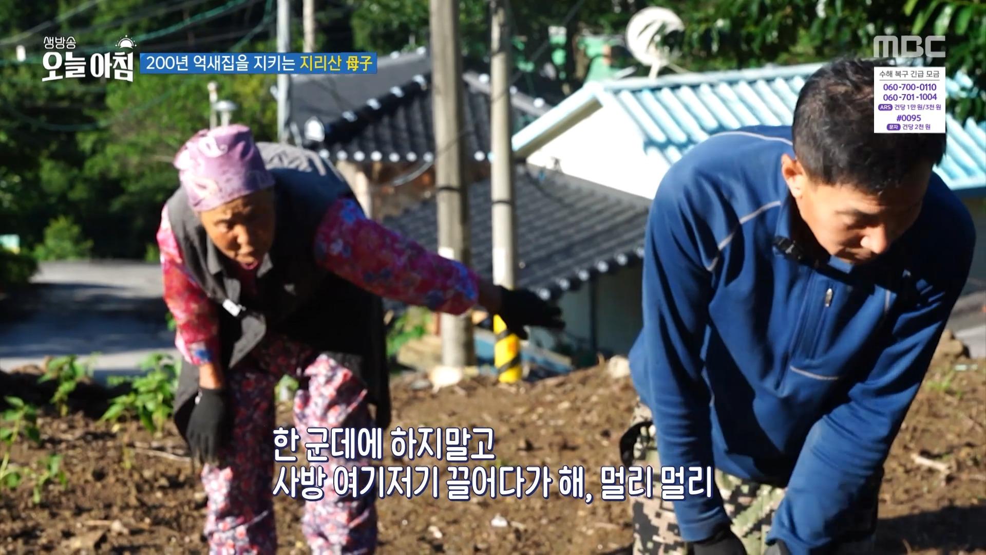 더운 땡볕, 지리산 모자의 힘겨운 배추 심기, MBC 250724 방송 | ZUM TV