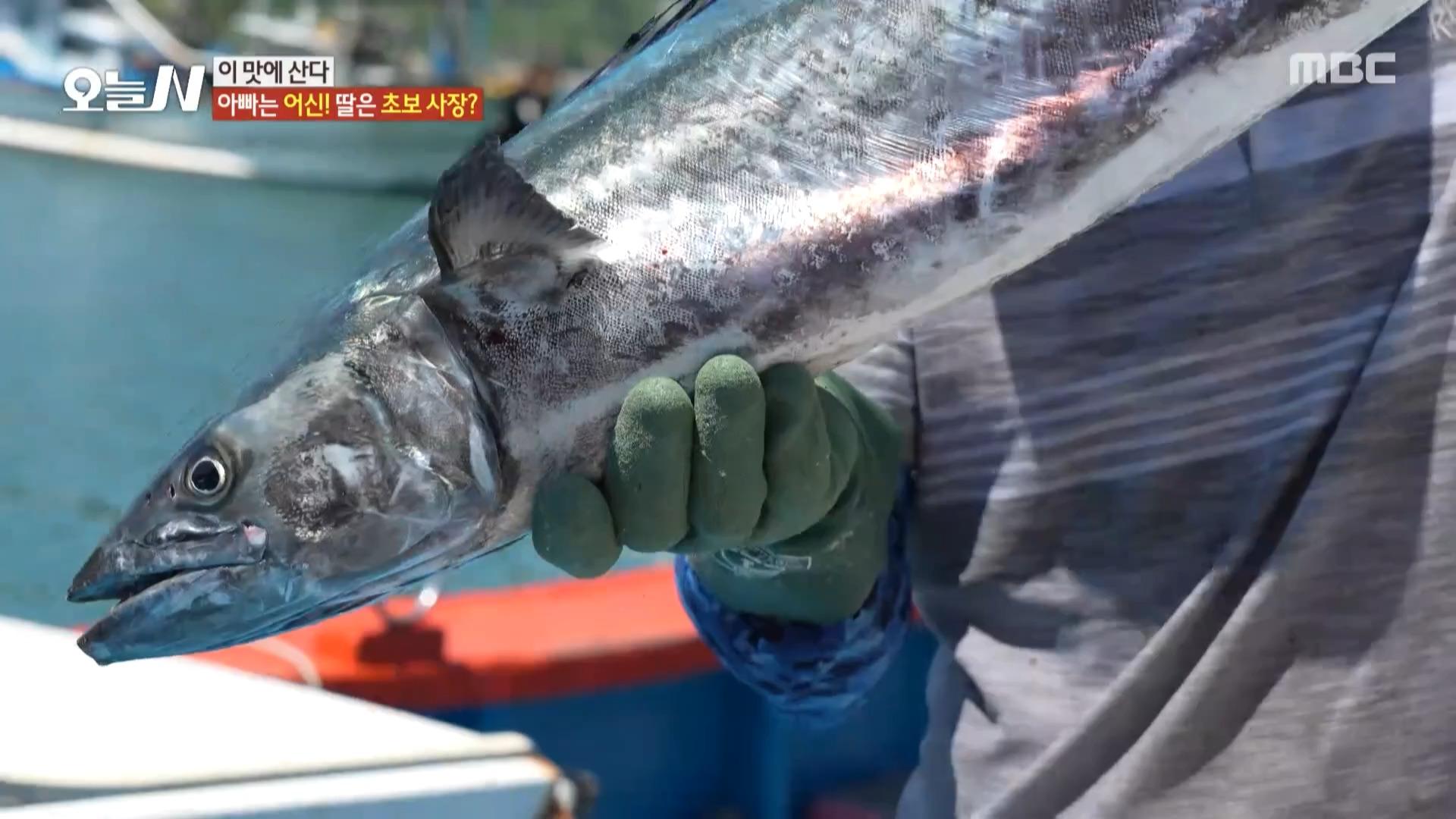 140마리, 만선이요~🚢 30년 경력 베테랑 어부!, MBC 250829 방송 | ZUM TV