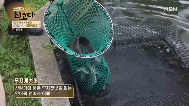 송어, 60년 전엔 없었다?! MBN 221001 방송 | ZUM TV