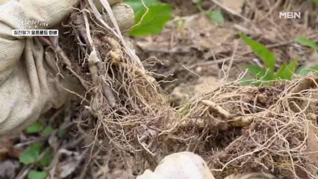 창출, 백출에 이어 둥굴레까지! 몸보신 끝판왕이 있는 곳은?! MBN 230607 방송 | ZUM TV