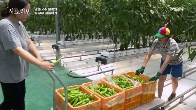 인사해, 당조고추야~ 범죄도시 NO! 열혈 가족의 고추도시 YES! MBN 230707 방송 | ZUM TV