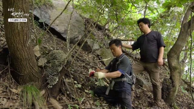 한 걸음 옮길 때마다 수많은 버섯이... 자연인 심 봤다! MBN 231011 방송 | ZUM TV
