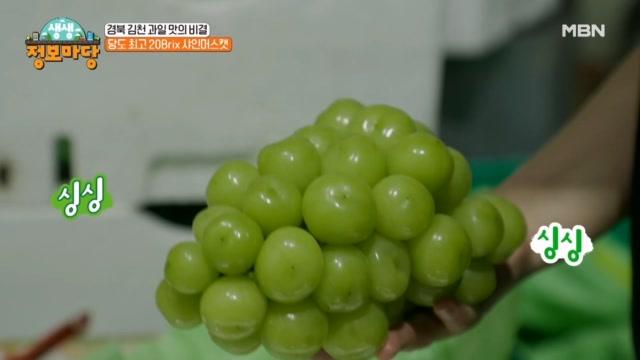 당도 최고 20Brix 샤인머스켓 MBN 240805 방송 | ZUM TV