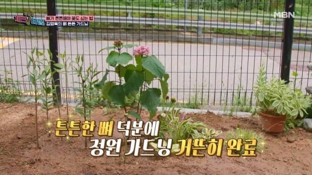 뼈가 튼튼해야 꽃도 심는다! 86세 여배우 김영옥의 현란한 삽질 기술!! MBN 240909 방송 | ZUM TV