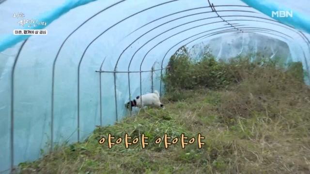 안돼~!! 자연인이 집을 완성하자마자 을 뚫어버린 염소?! MBN 241023 방송 | ZUM TV