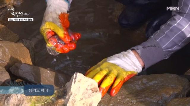 도시와는 다른 자연 속 우물 맛의 비결은 도롱뇽알에 있다?! MBN 250514 방송 | ZUM TV